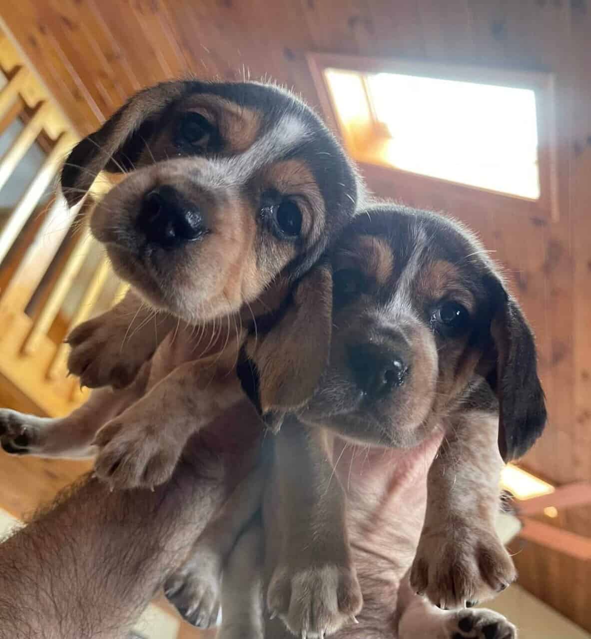 Your New Best Friend Awaits: Puppies for Sale