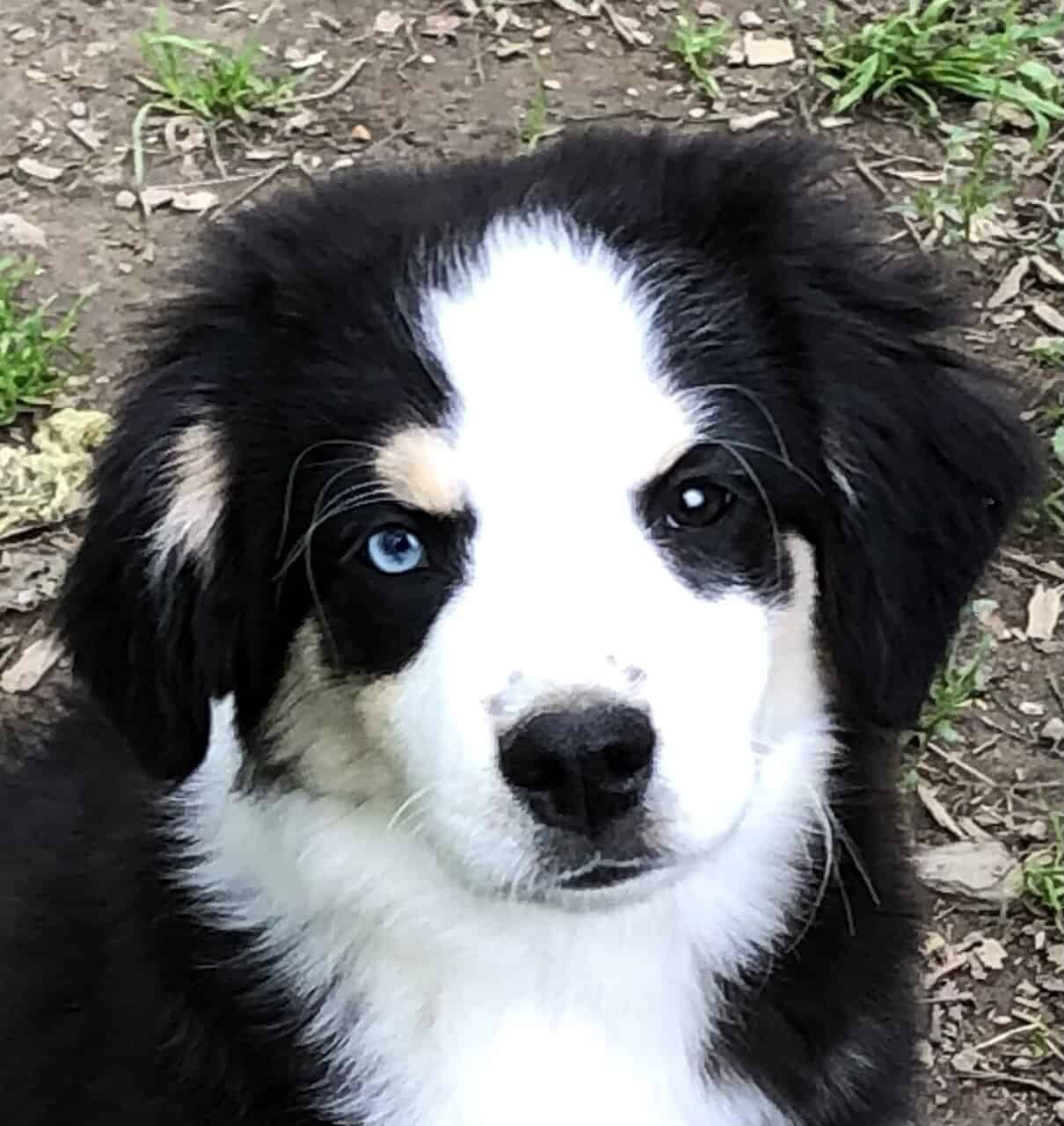 Your New Best Friend Awaits: Puppies for Sale