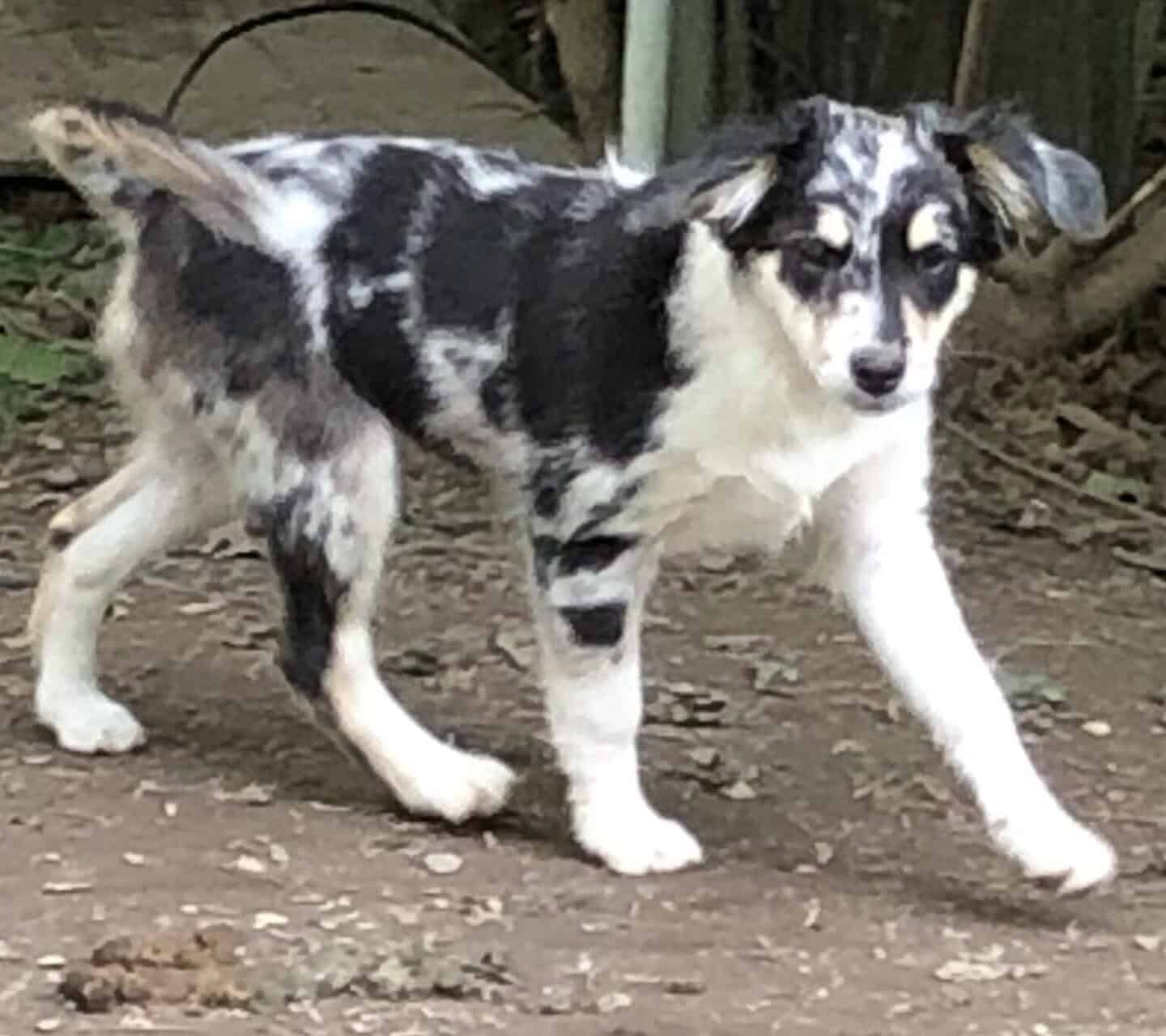 Your New Best Friend Awaits: Puppies for Sale