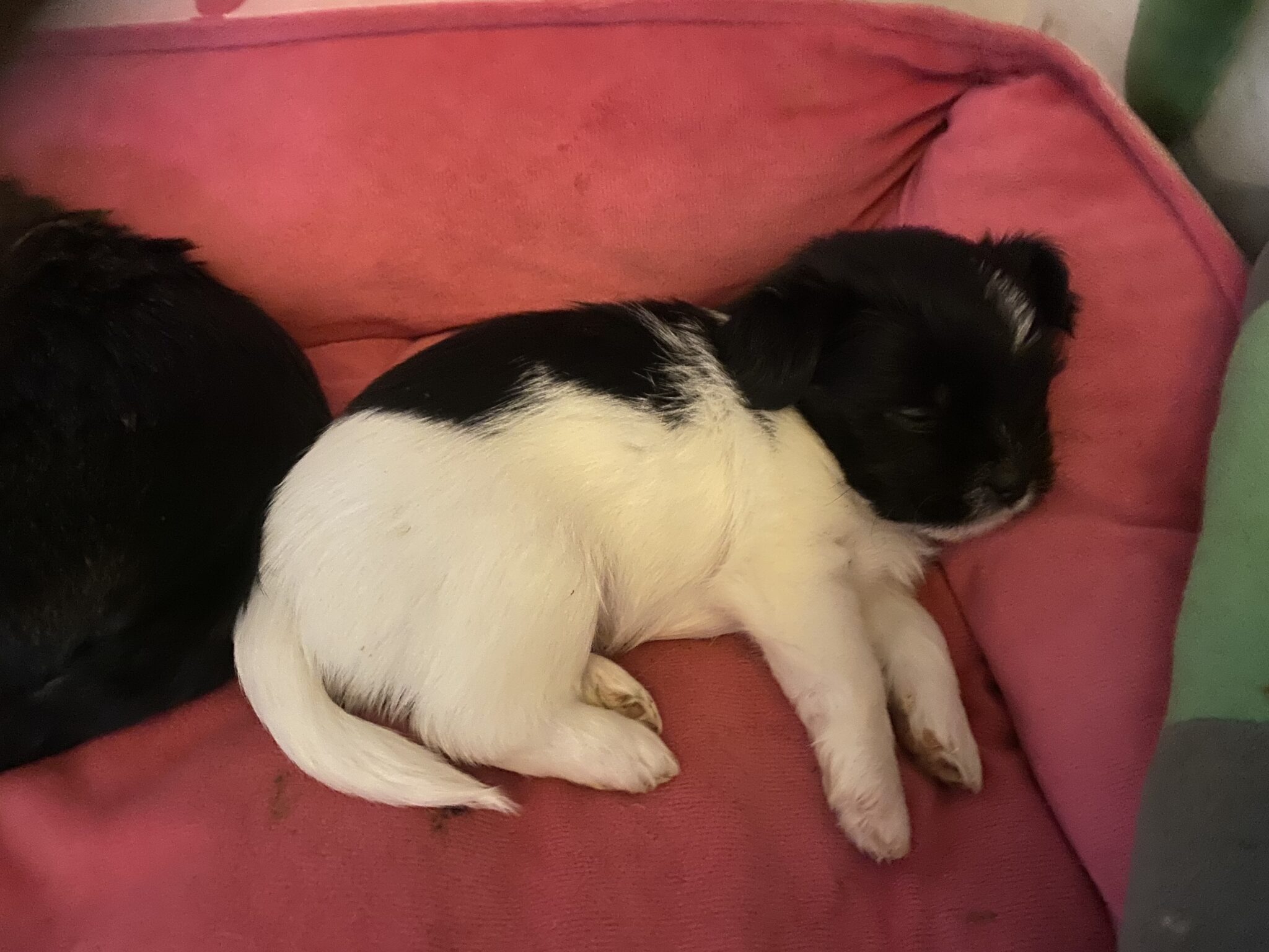 Your New Best Friend Awaits: Puppies for Sale