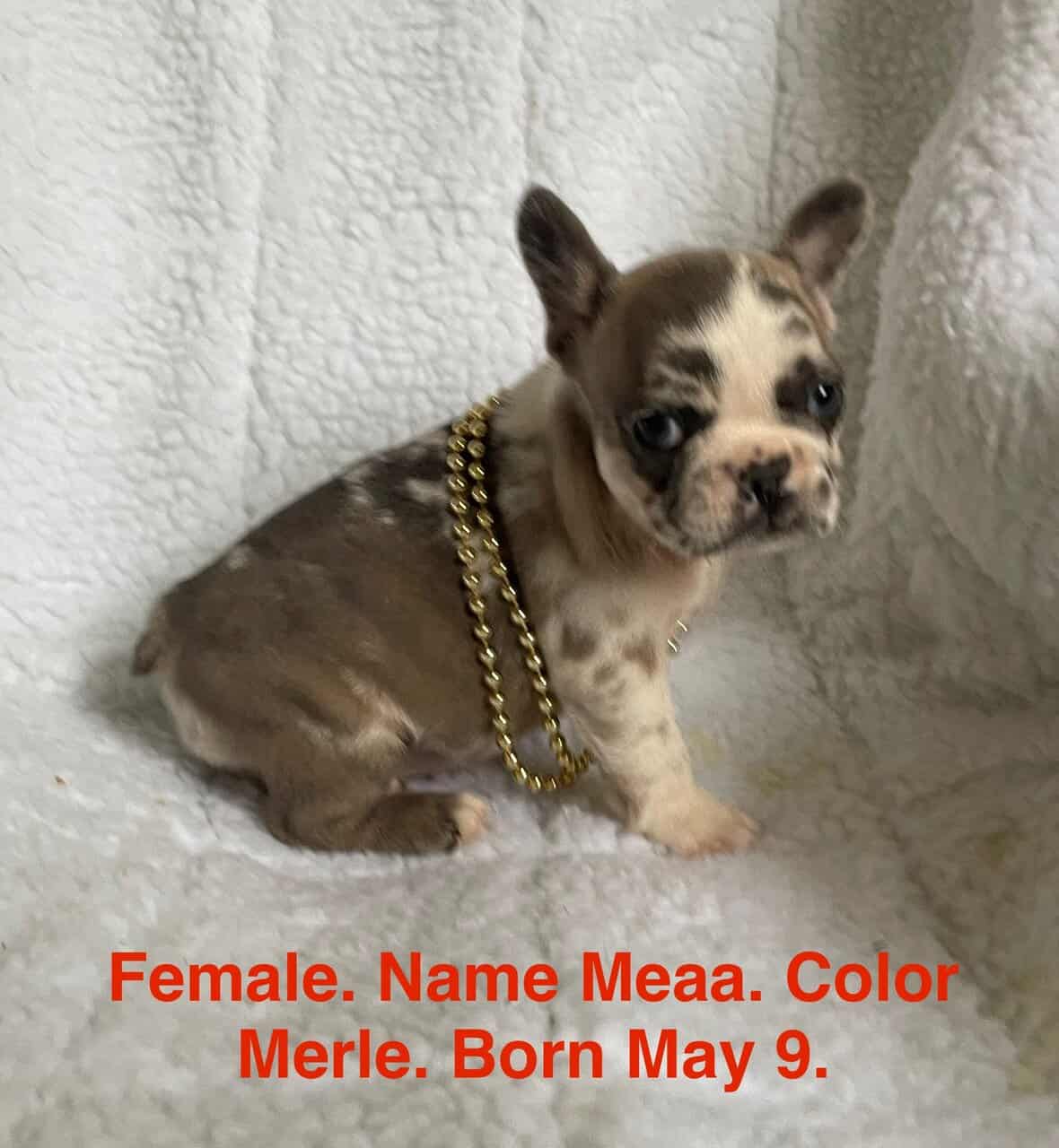 Your New Best Friend Awaits: Puppies for Sale