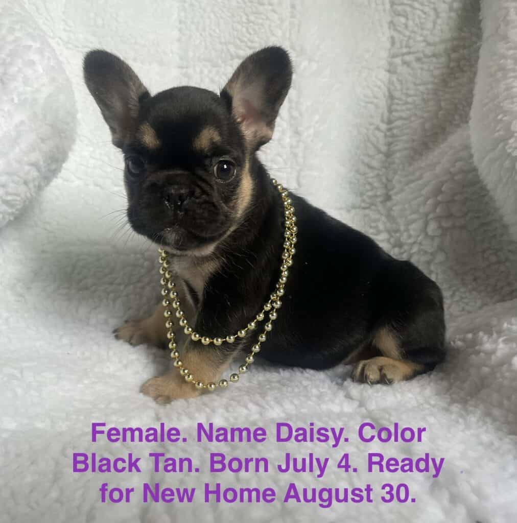 Find Your Perfect Companion: Animals and Pets For Sale