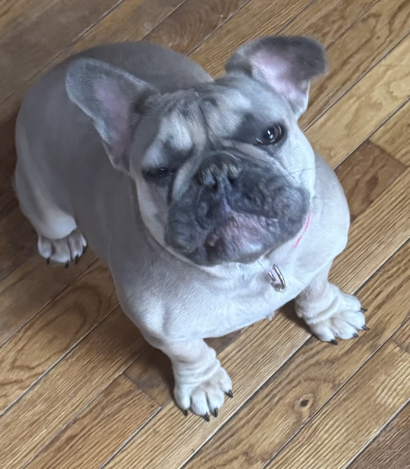 Your New Best Friend Awaits: Puppies for Sale