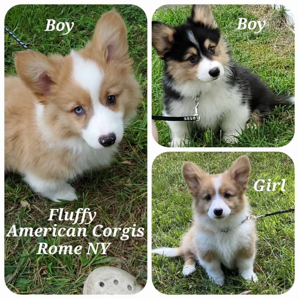 Find Your Perfect Companion: Animals and Pets For Sale