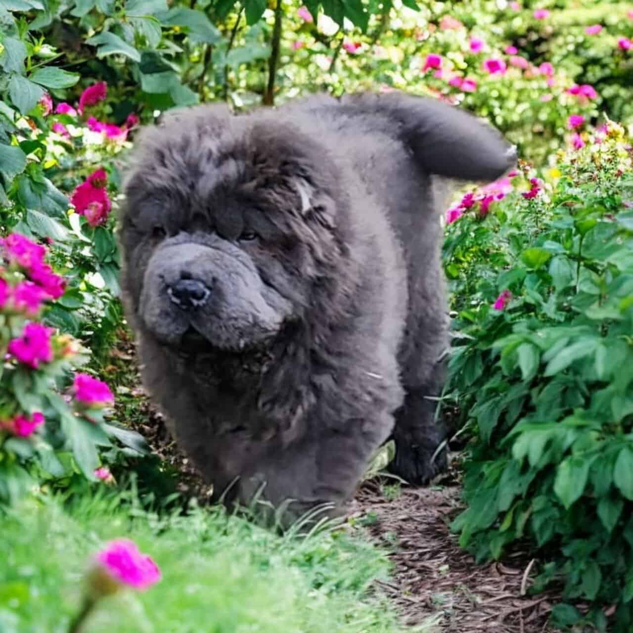 Your New Best Friend Awaits: Puppies for Sale