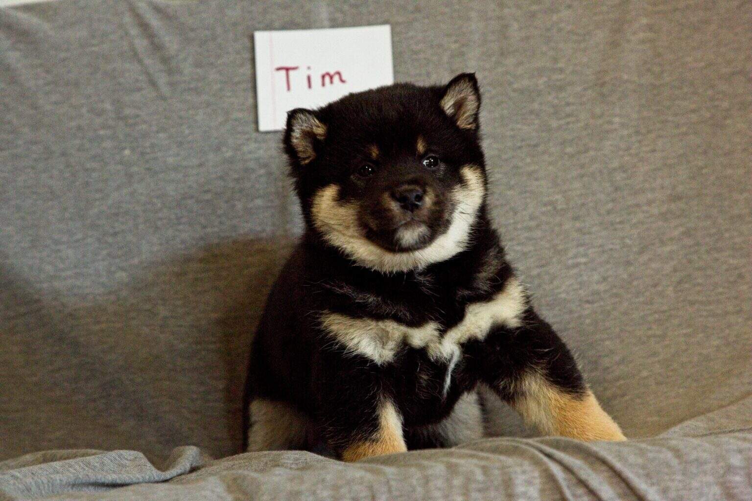 Your New Best Friend Awaits: Puppies for Sale