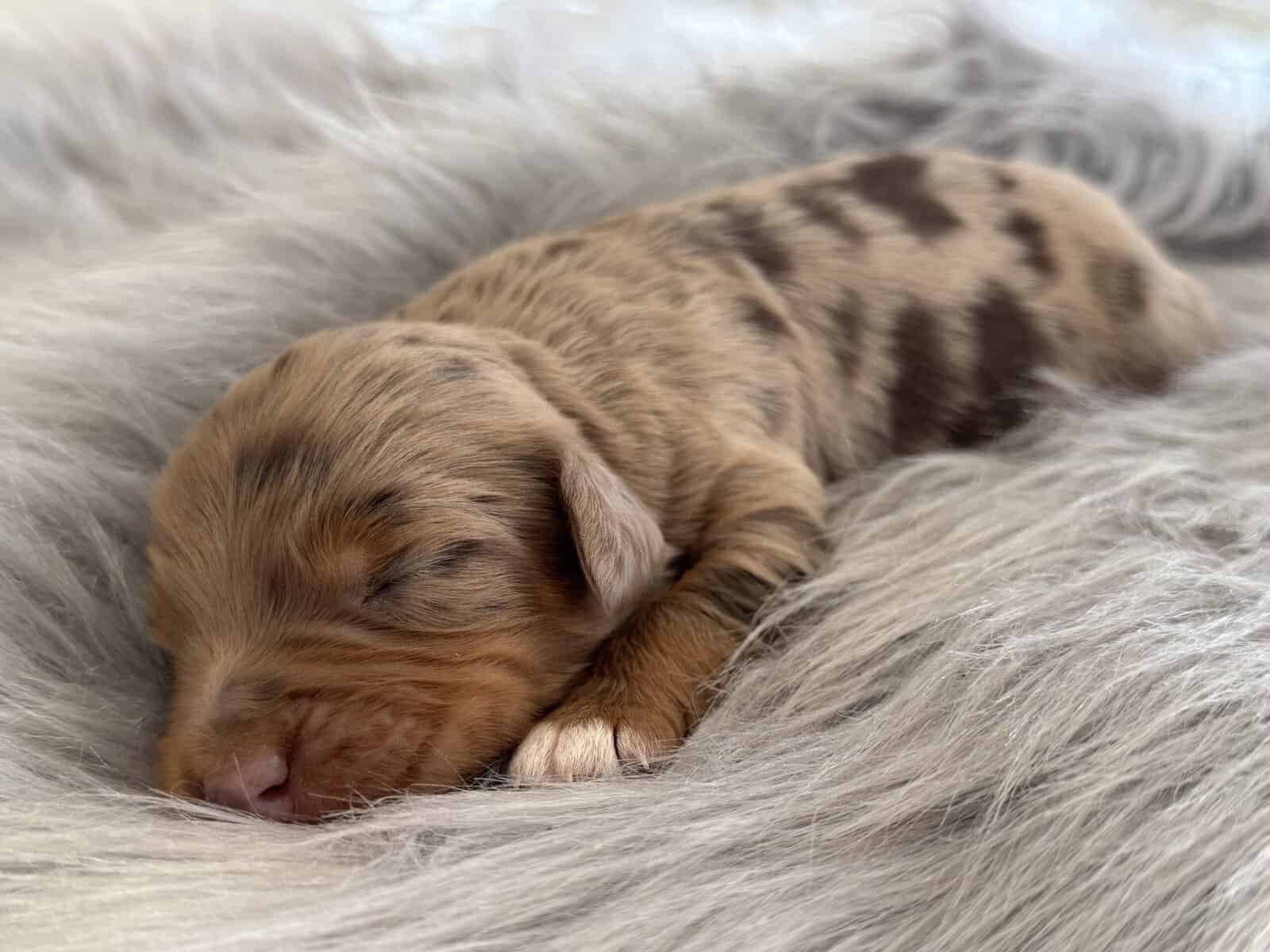 Your New Best Friend Awaits: Puppies for Sale