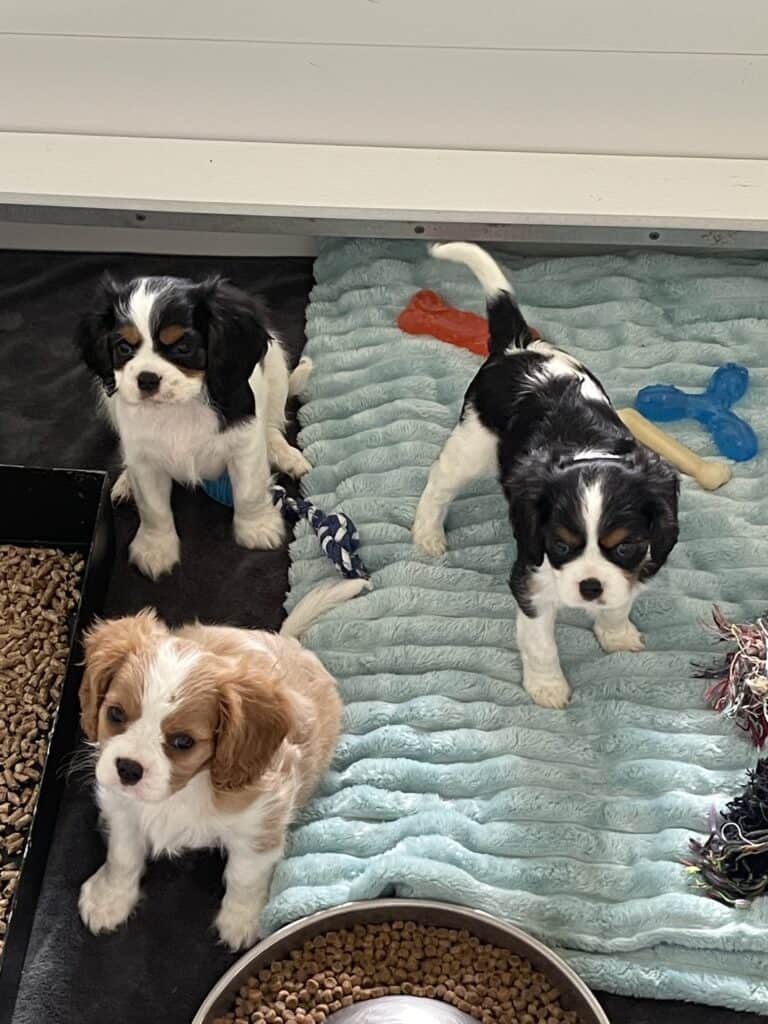 Your New Best Friend Awaits: Puppies for Sale