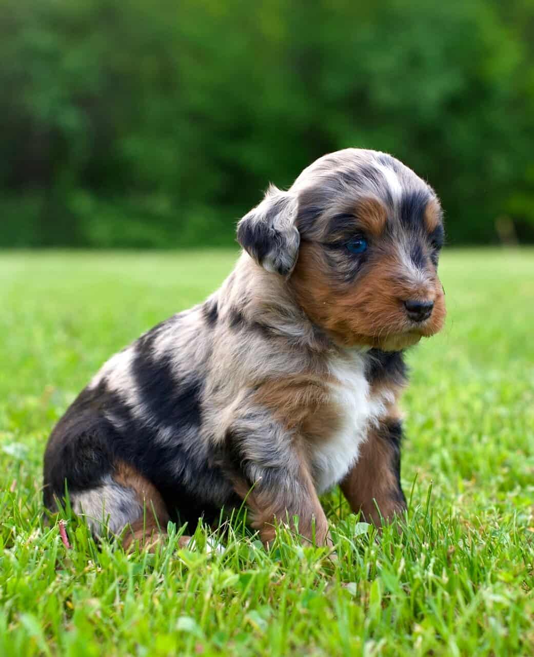 Your New Best Friend Awaits: Puppies for Sale