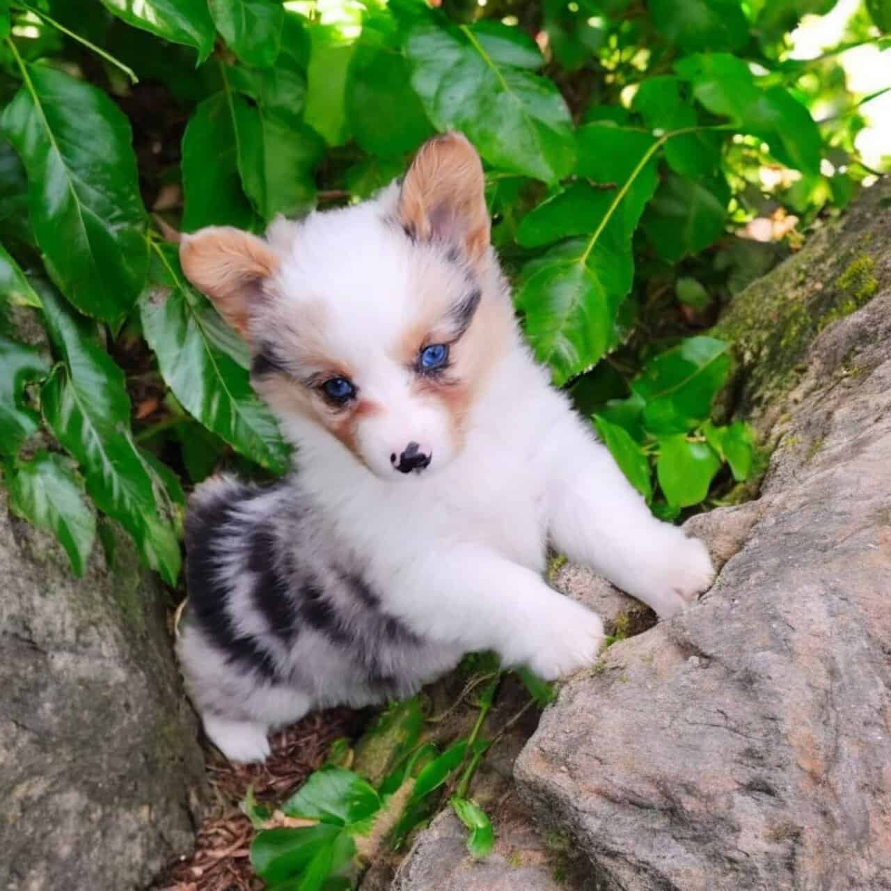 Your New Best Friend Awaits: Puppies for Sale