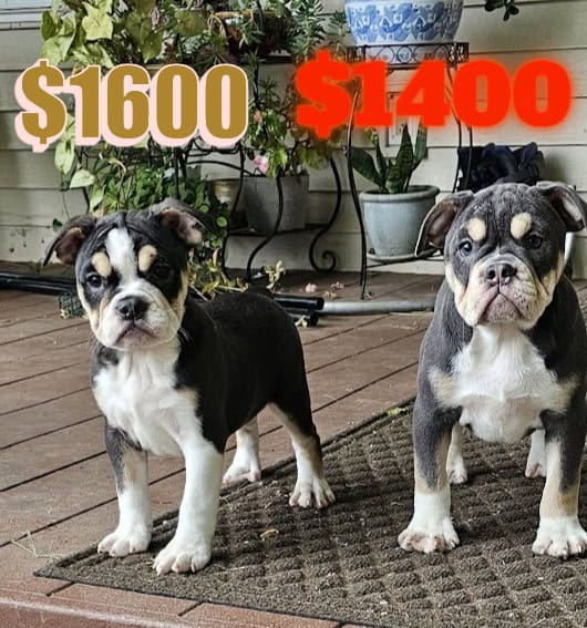 Your New Best Friend Awaits: Puppies for Sale