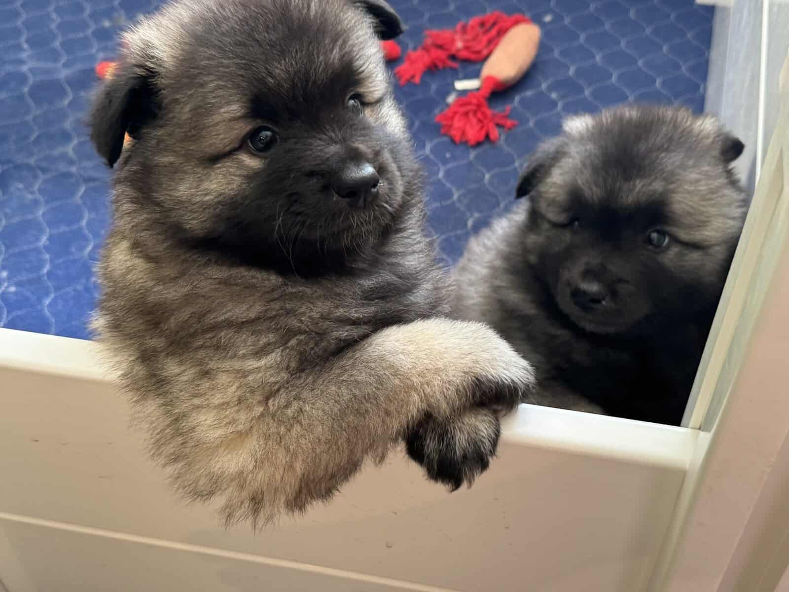 Your New Best Friend Awaits: Puppies for Sale