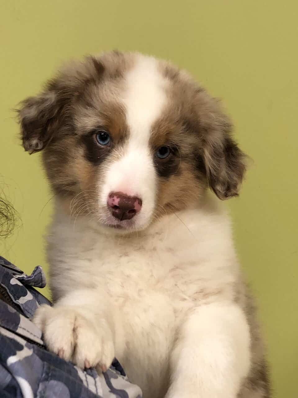 Your New Best Friend Awaits: Puppies for Sale