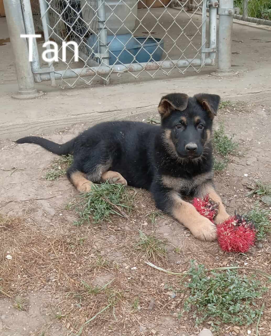 Your New Best Friend Awaits: Puppies for Sale