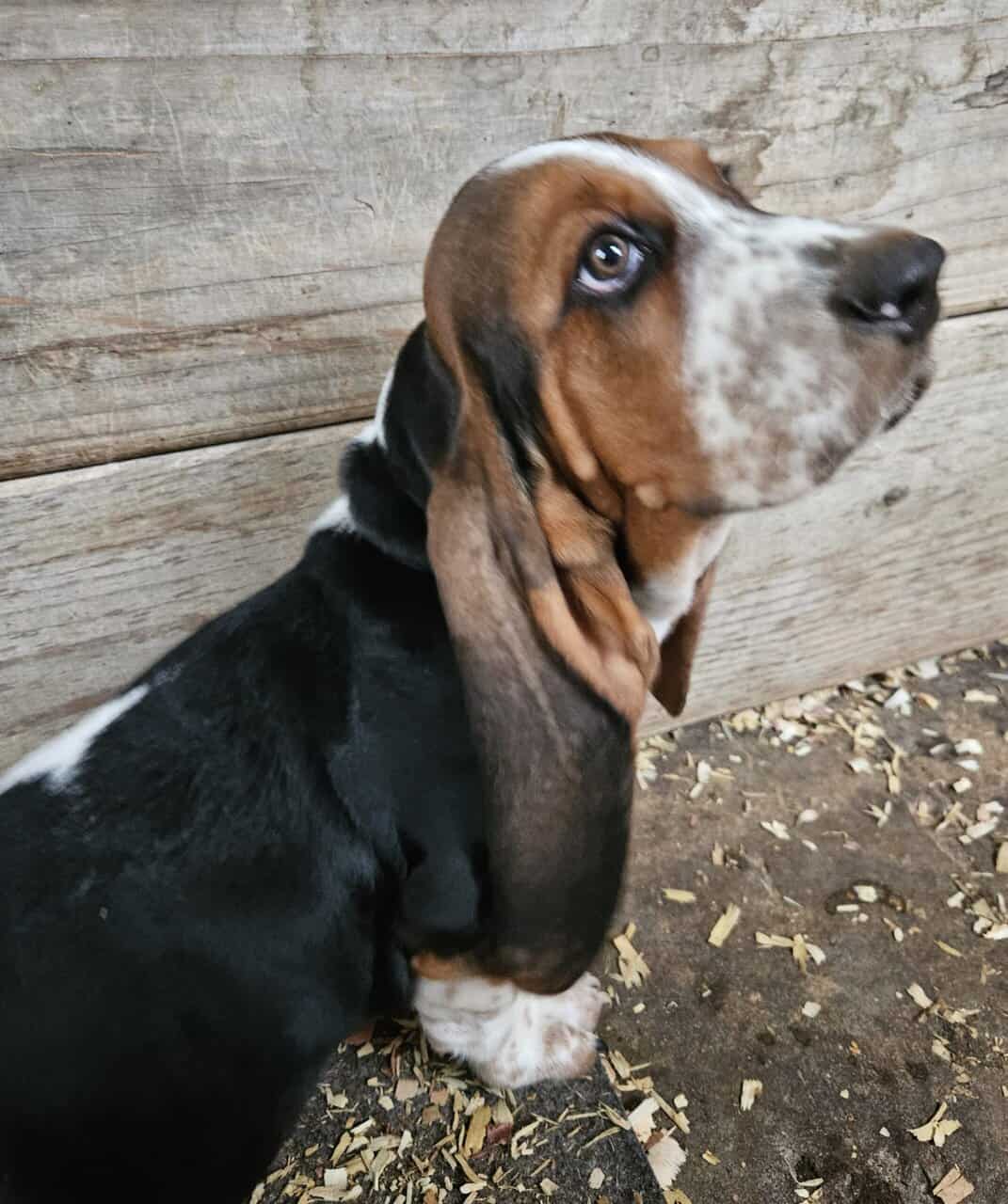 Want Ad Digest - Classified ads Buy or sell Puppies, Cars, and more