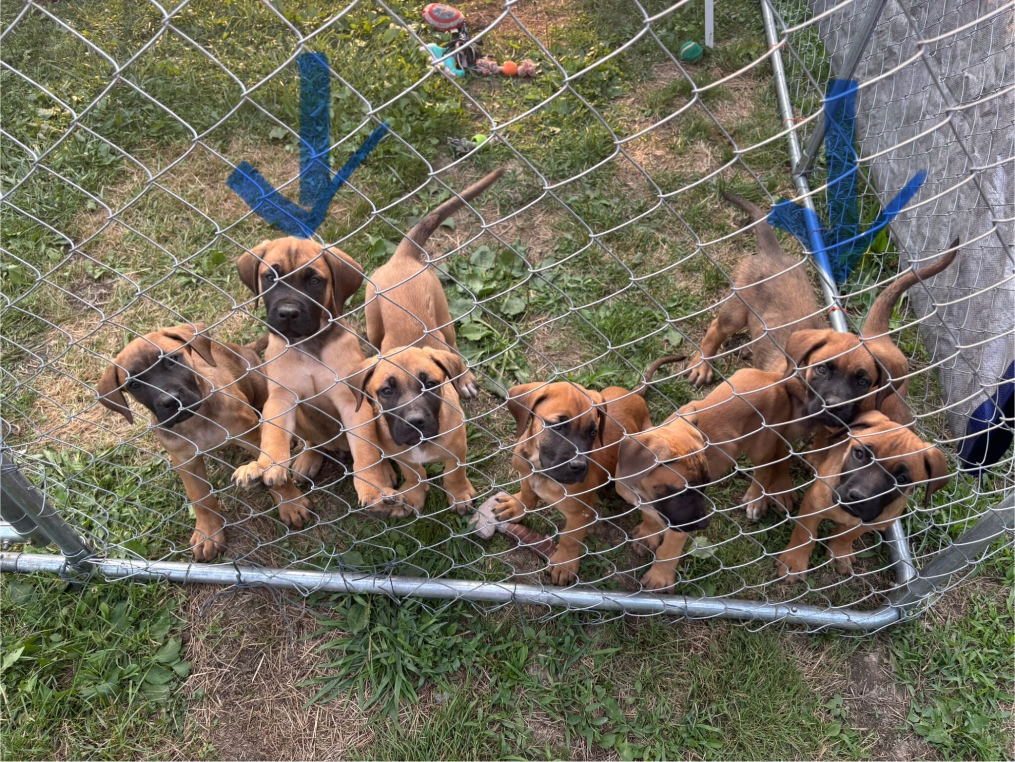 Your New Best Friend Awaits: Puppies for Sale