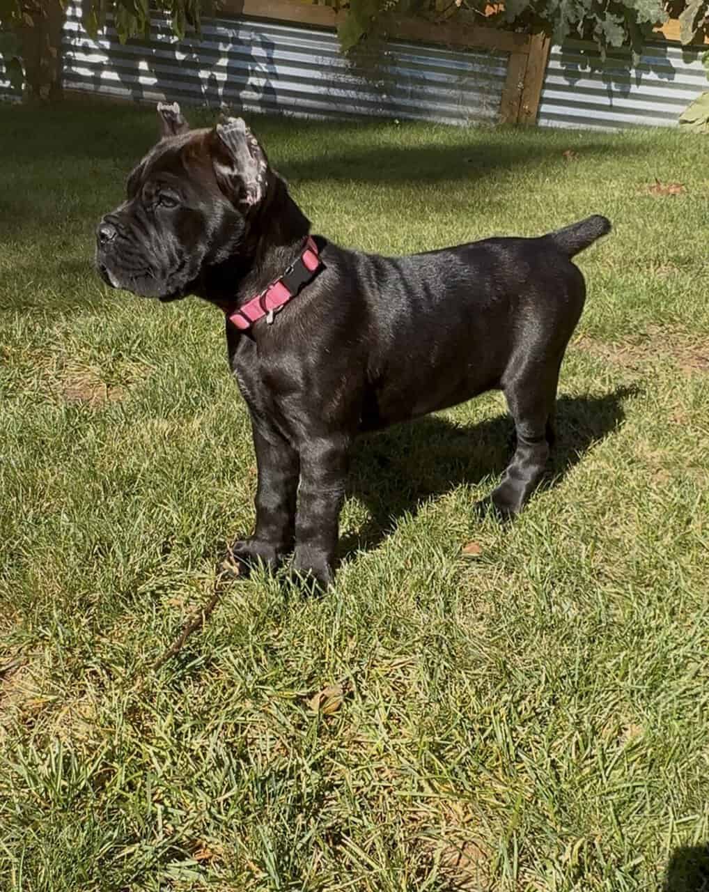 Your New Best Friend Awaits: Puppies for Sale