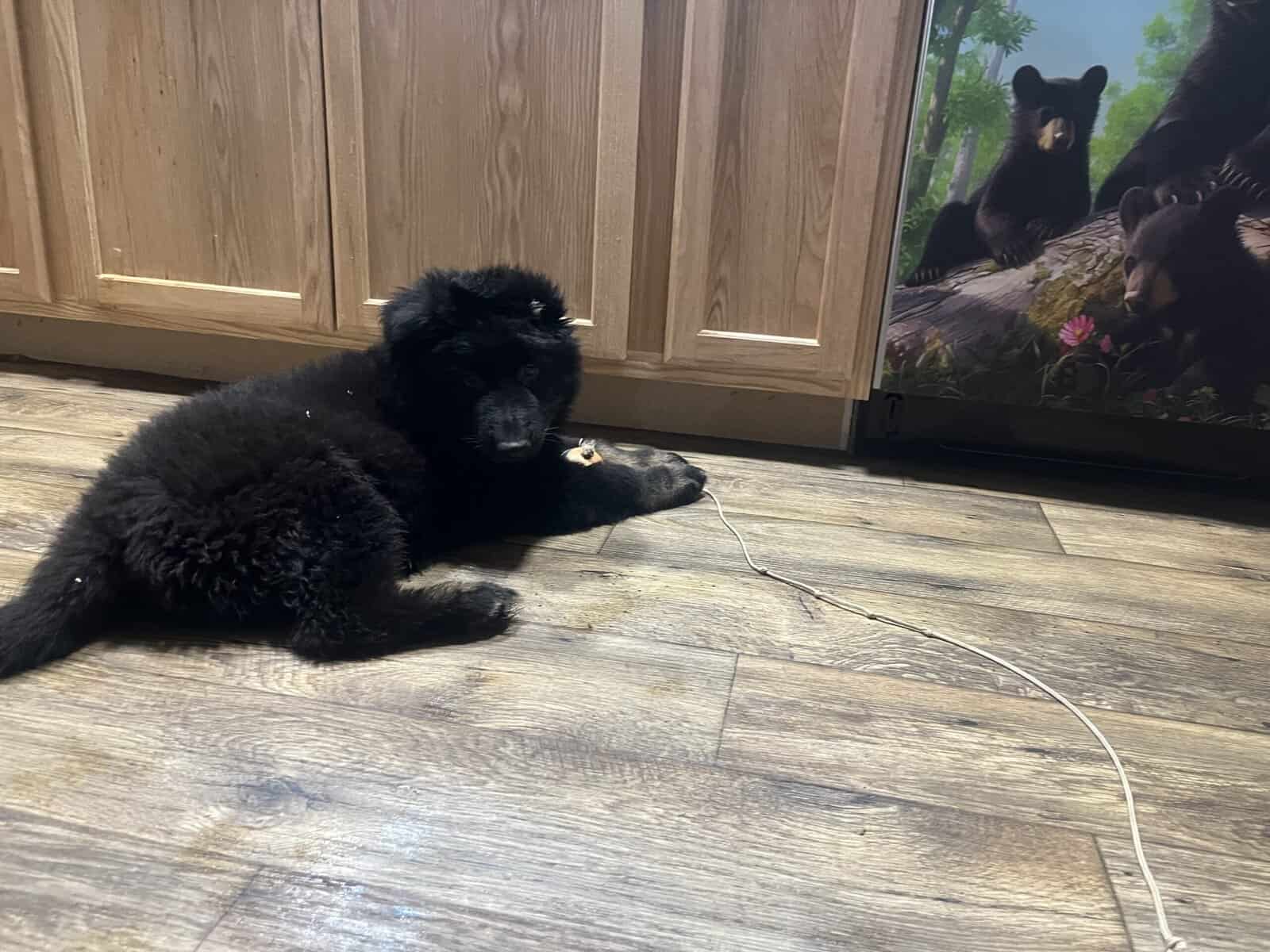 Your New Best Friend Awaits: Puppies for Sale