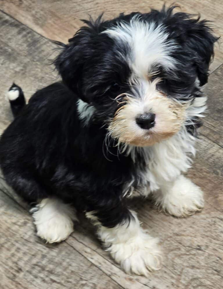 Find Newest Ads on Want Ad Digest - Discover the Latest Classifieds