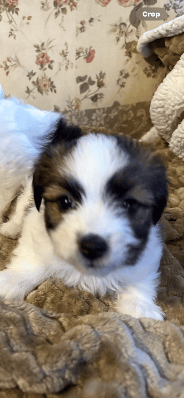 Want Ad Digest - Classified ads Buy or sell Puppies, Cars, and more