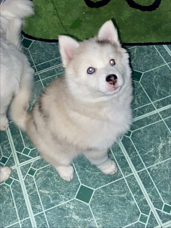 Your New Best Friend Awaits: Puppies for Sale