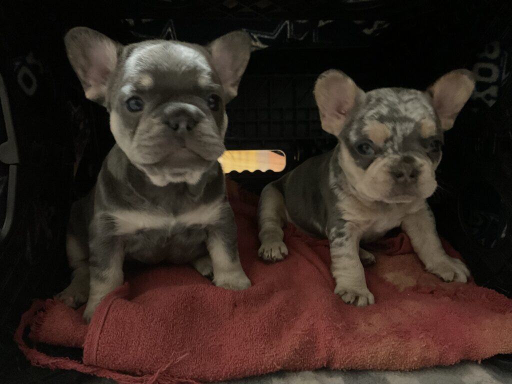 Find Your Perfect Companion: Animals and Pets For Sale