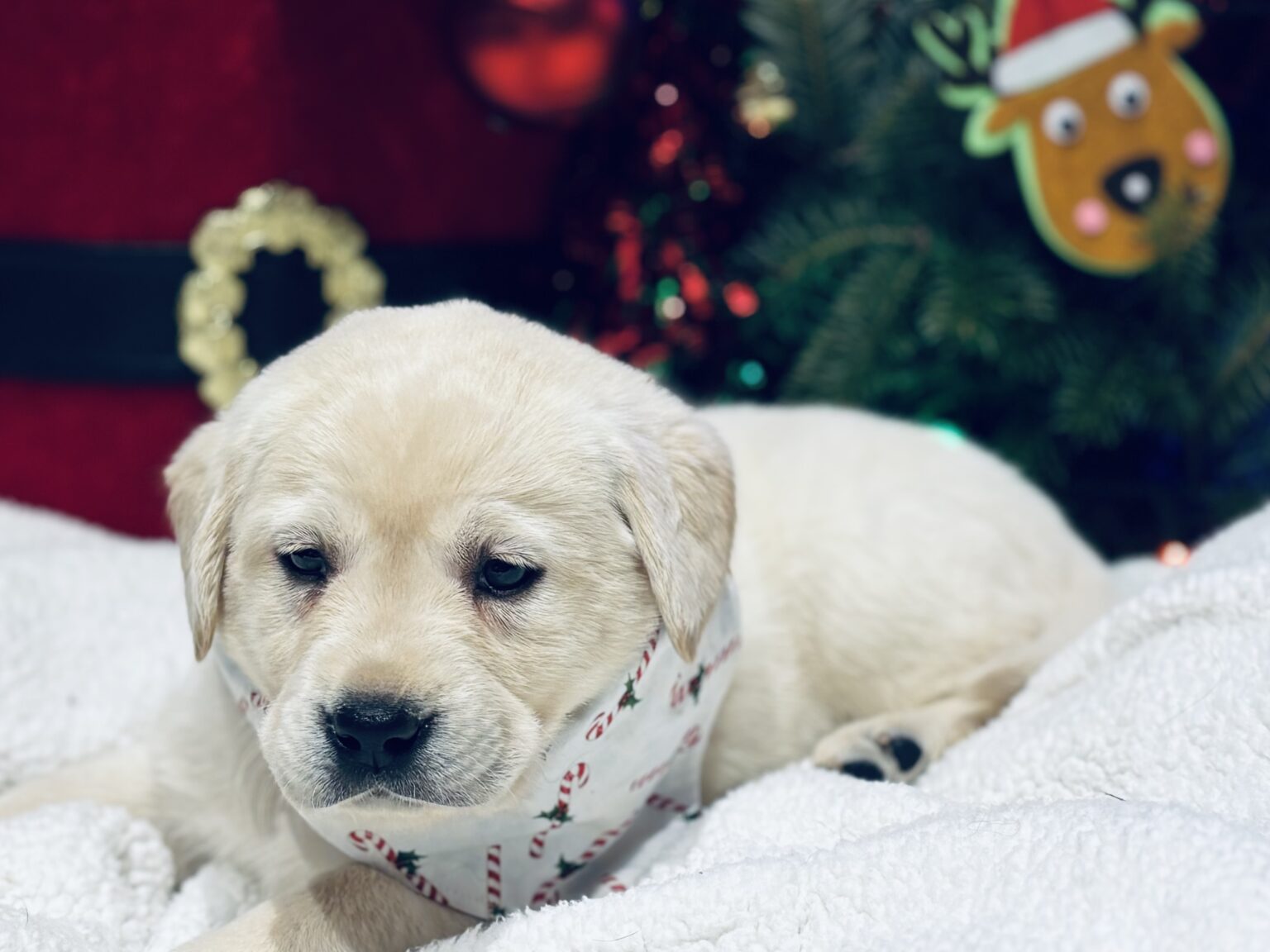 Find Your Perfect Companion: Animals and Pets For Sale