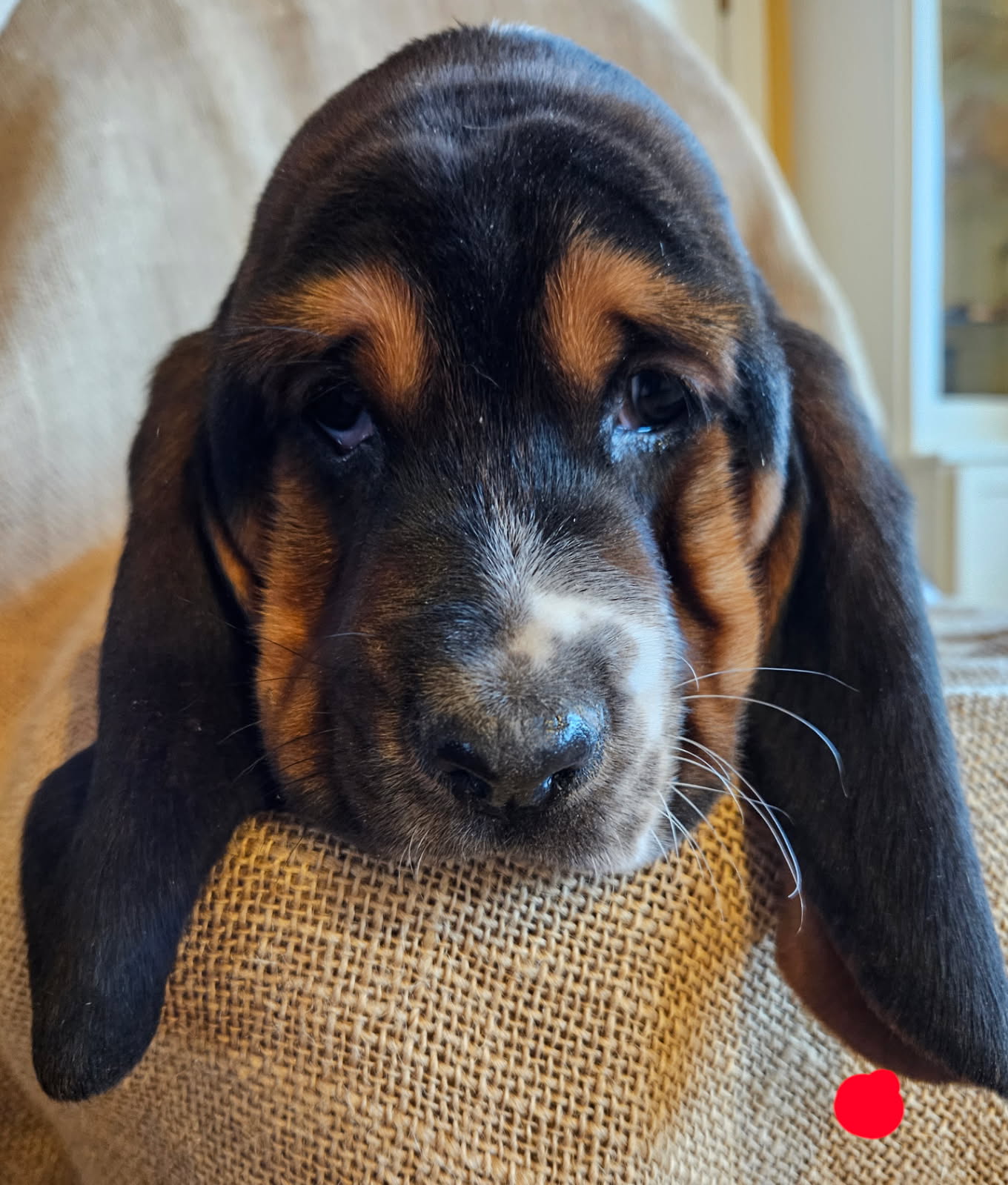 Your New Best Friend Awaits: Puppies for Sale