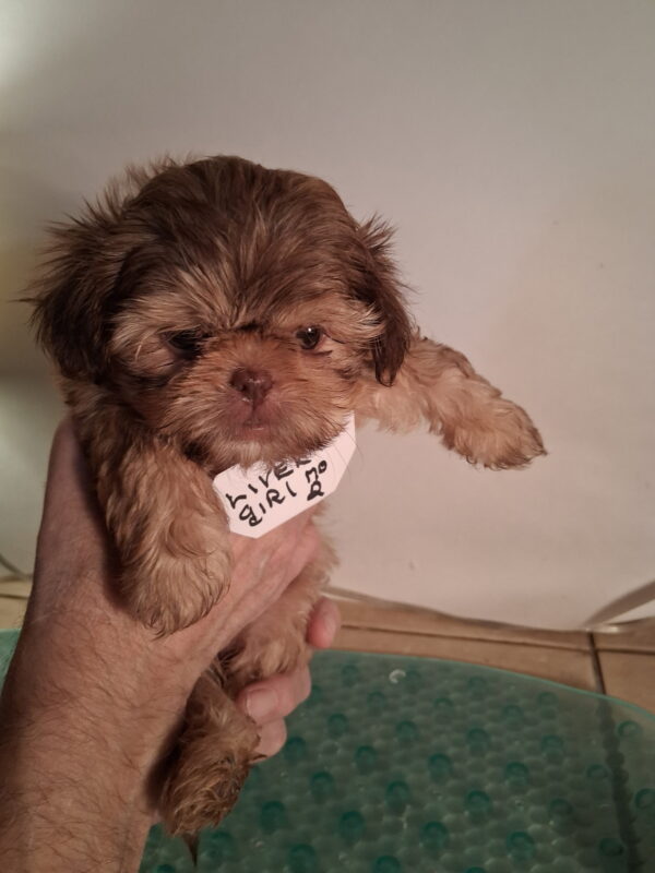 Find Newest Ads on Want Ad Digest - Discover the Latest Classifieds