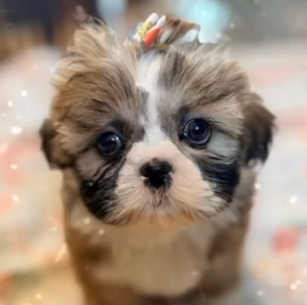 Your New Best Friend Awaits: Puppies for Sale