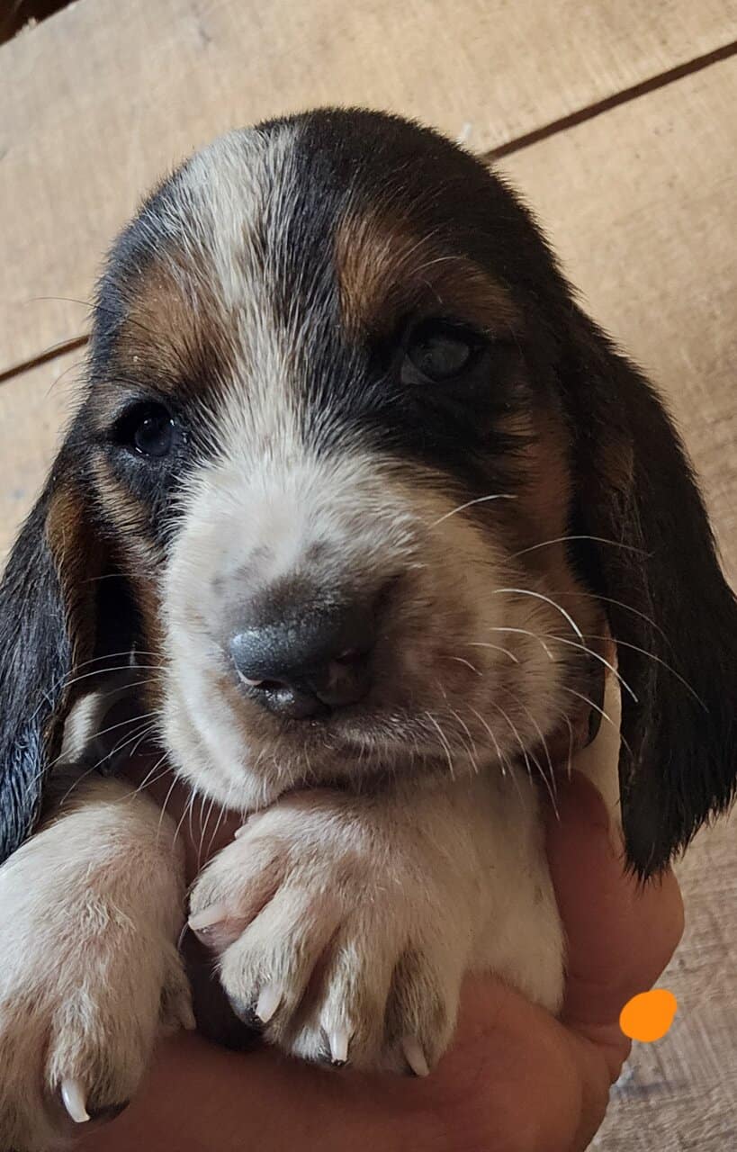 Your New Best Friend Awaits: Puppies for Sale