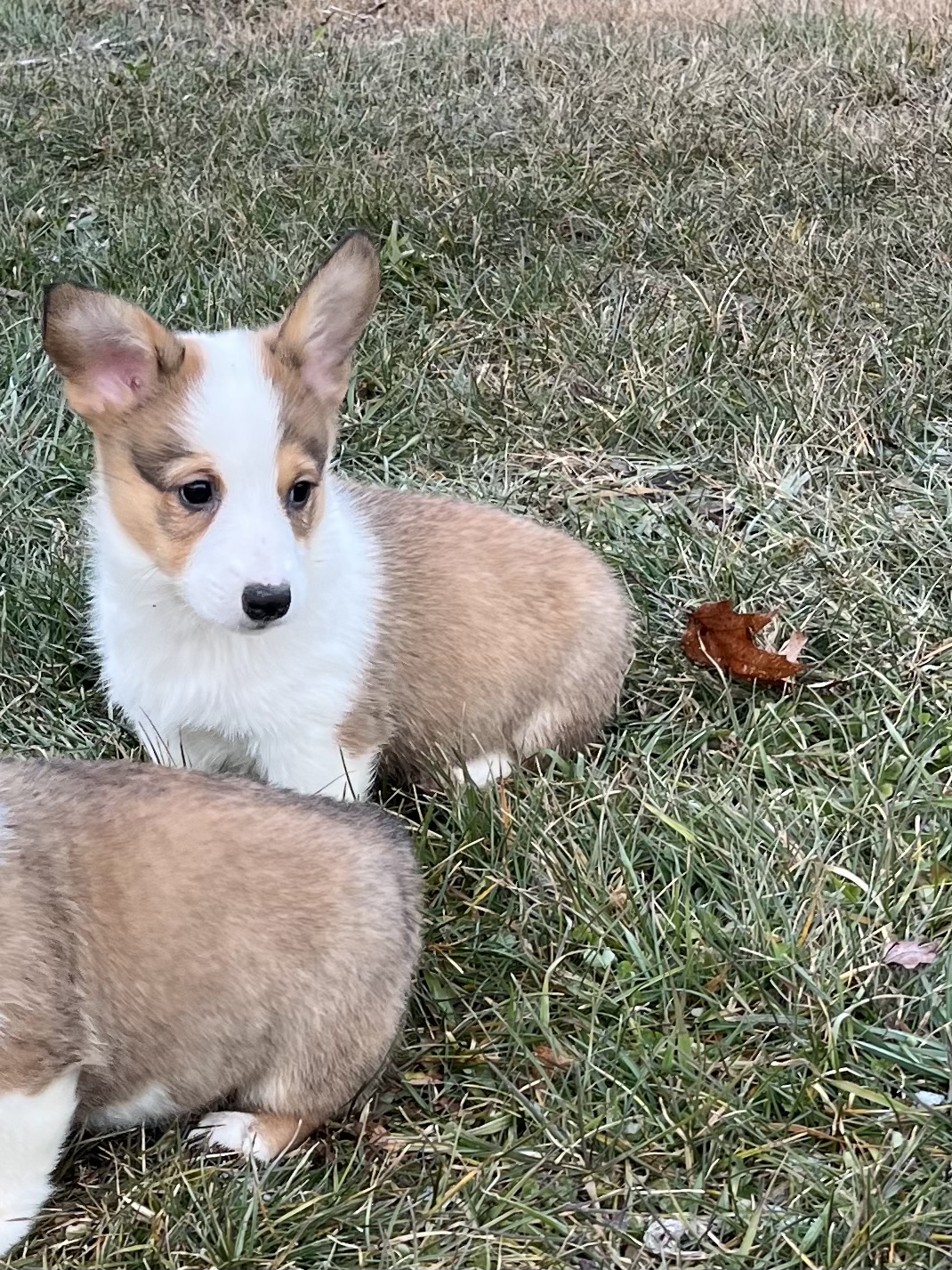 Your New Best Friend Awaits: Puppies for Sale