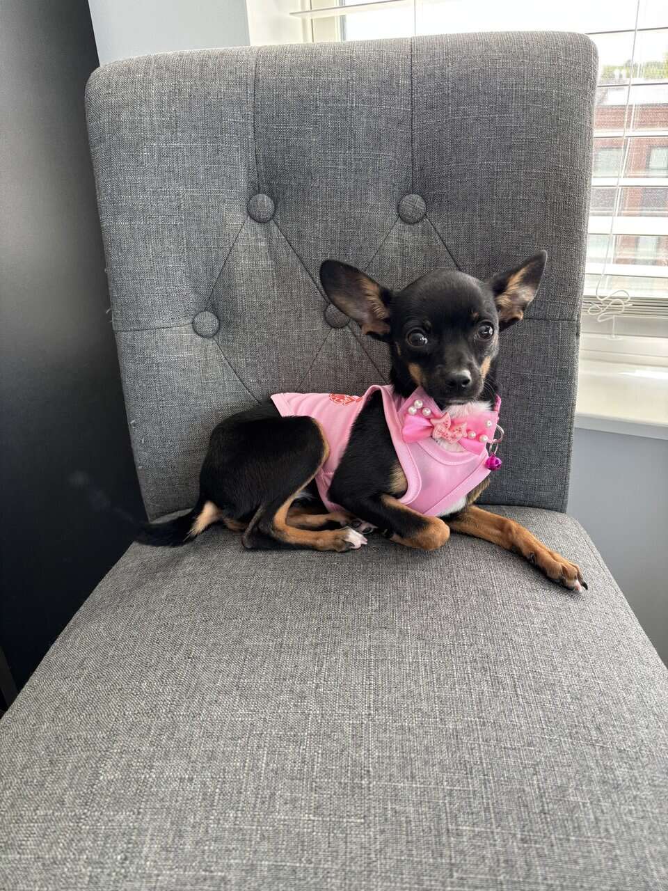 Your New Best Friend Awaits: Puppies for Sale