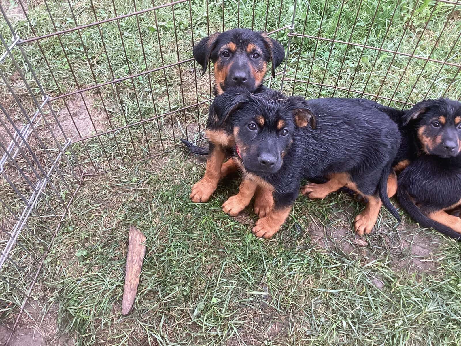 Your New Best Friend Awaits: Puppies for Sale