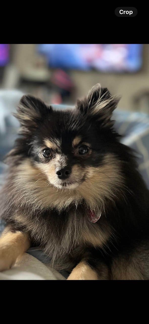 Want Ad Digest - Classified ads Buy or sell Puppies, Cars, and more