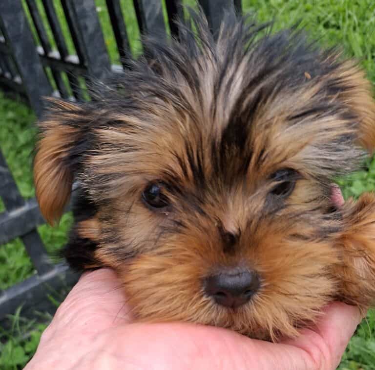 Want Ad Digest - Classified ads Buy or sell Puppies, Cars, and more