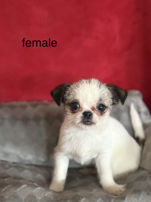 Your New Best Friend Awaits: Puppies for Sale