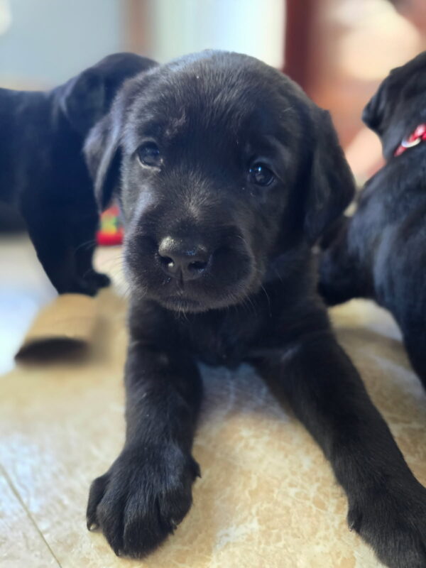 Want Ad Digest - Classified ads Buy or sell Puppies, Cars, and more