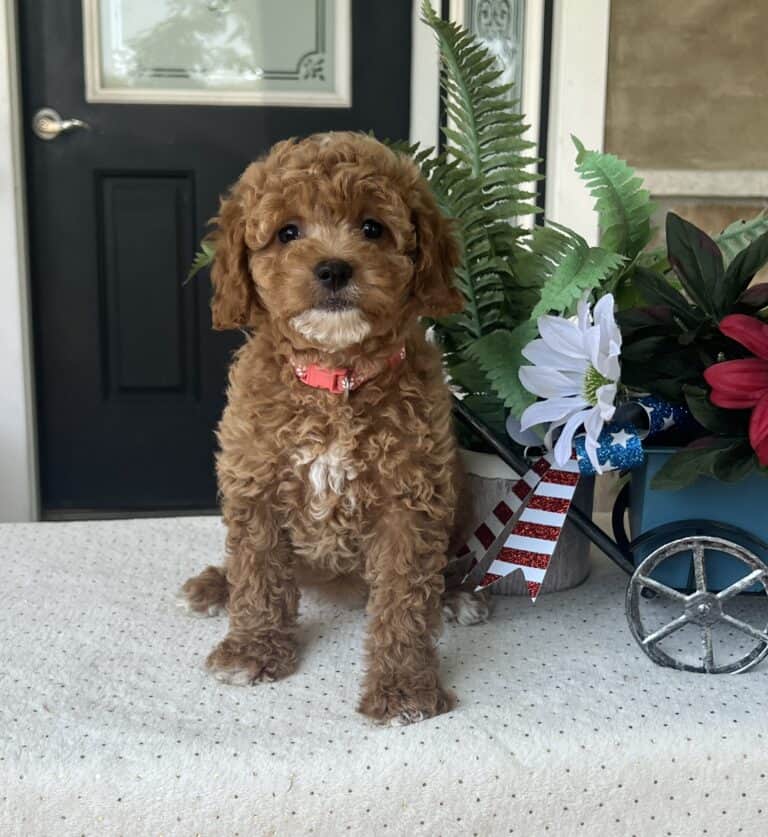 Want Ad Digest - Classified ads Buy or sell Puppies, Cars, and more