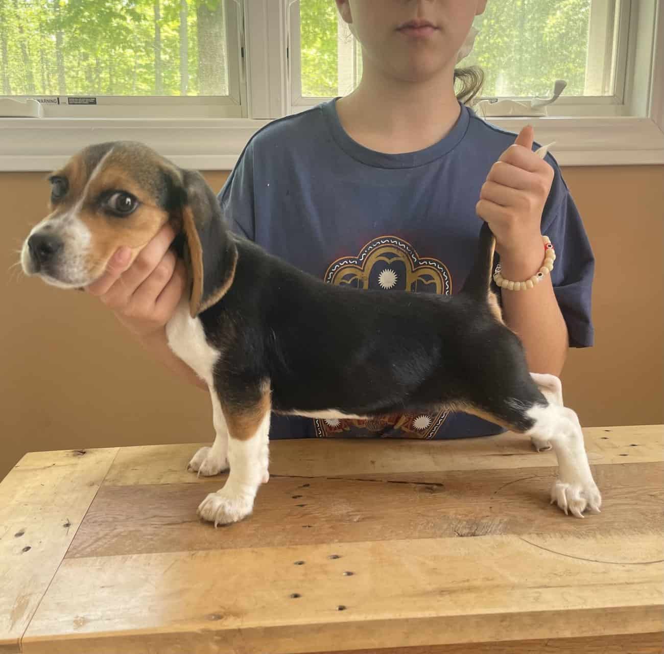 Your New Best Friend Awaits: Puppies for Sale