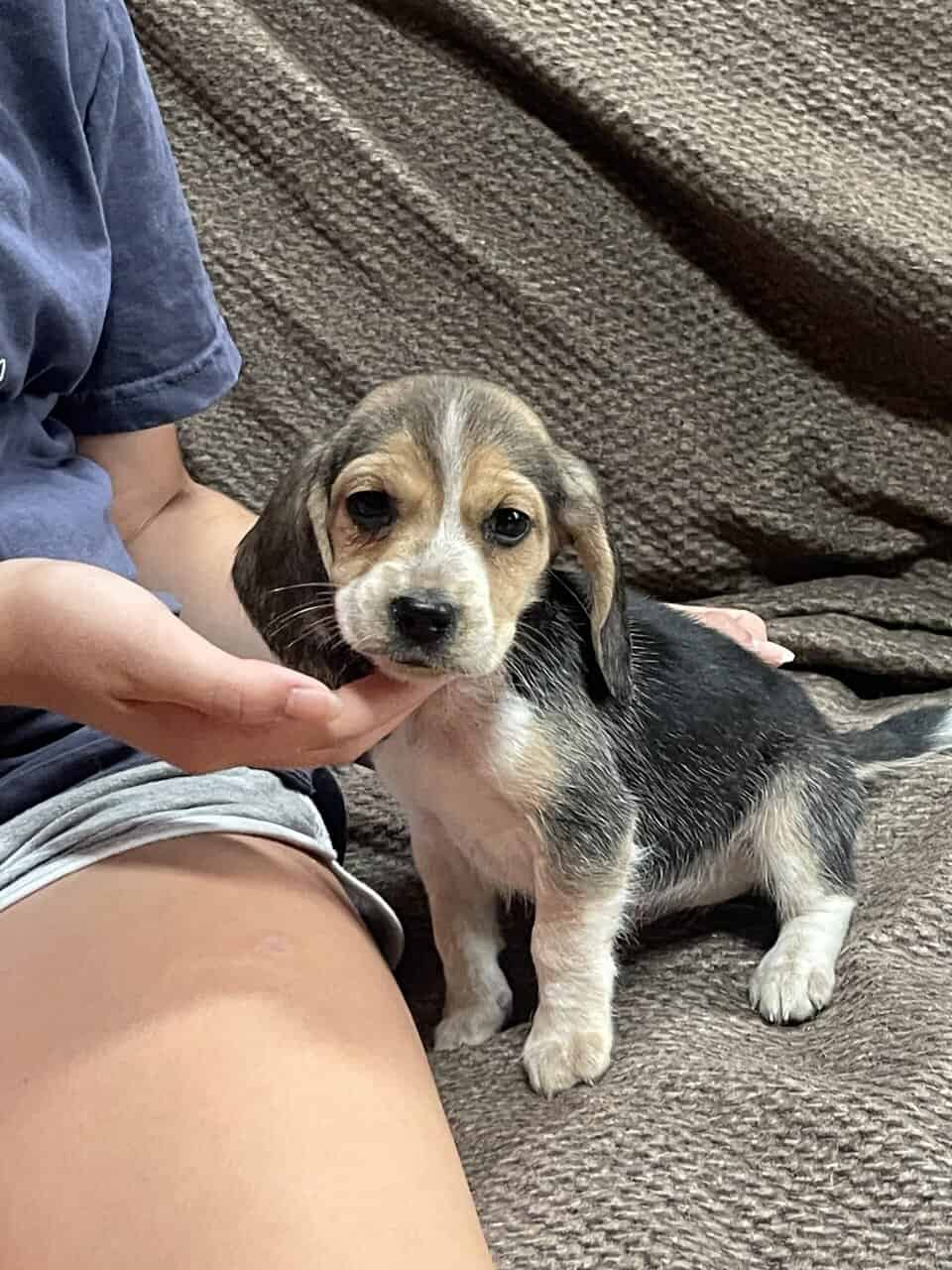 Want Ad Digest - Classified ads Buy or sell Puppies, Cars, and more