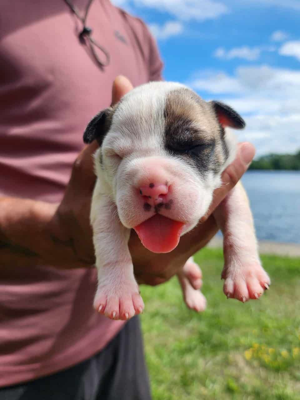 Your New Best Friend Awaits: Puppies for Sale