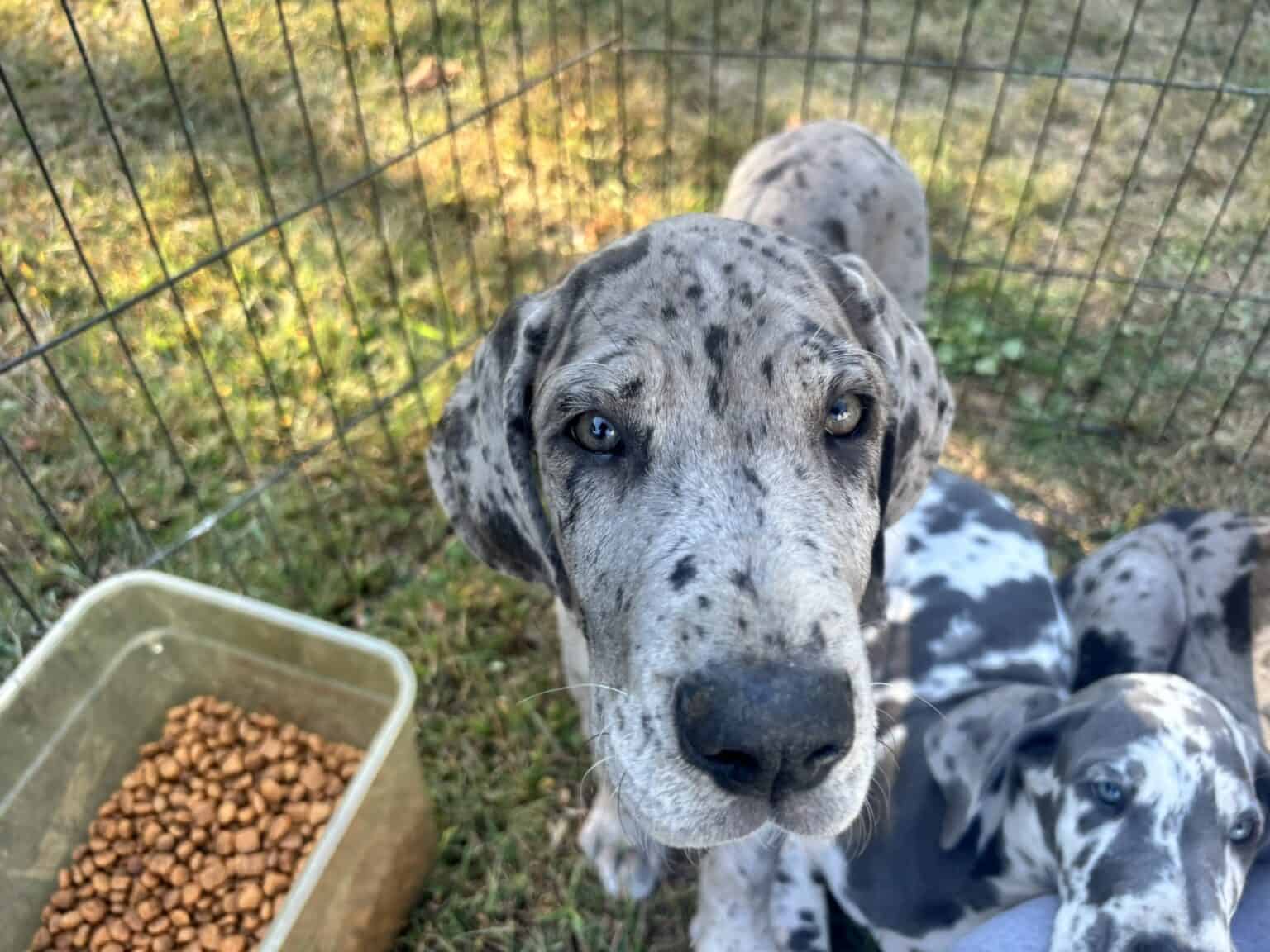 Your New Best Friend Awaits: Puppies for Sale