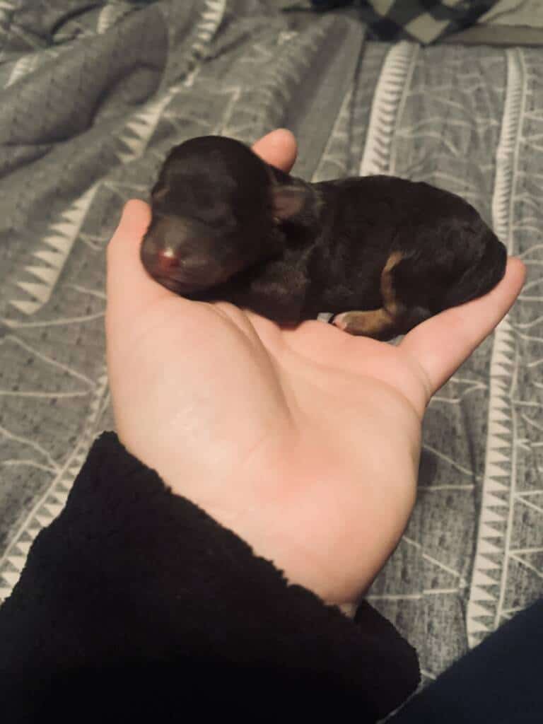 Top 5 Snowmobiles of 2024: Expert Reviews, Prices & Performance Guide ...