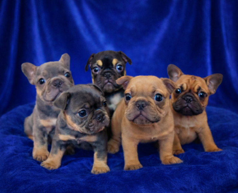 Want Ad Digest - Classified ads Buy or sell Puppies, Cars, and more