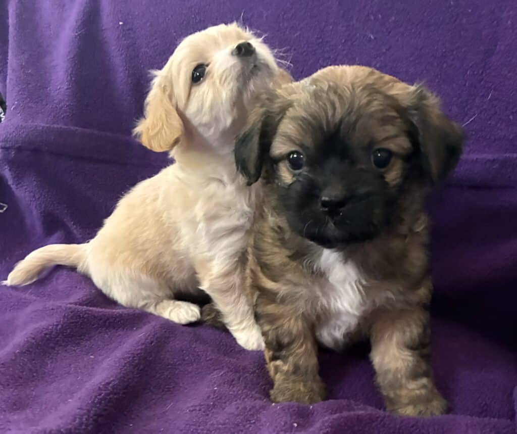 Your New Best Friend Awaits: Puppies for Sale
