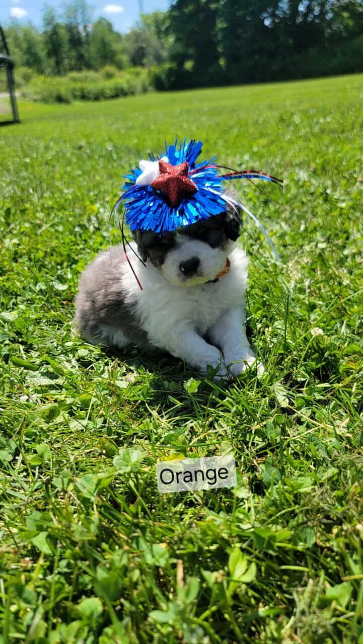 Your New Best Friend Awaits: Puppies for Sale