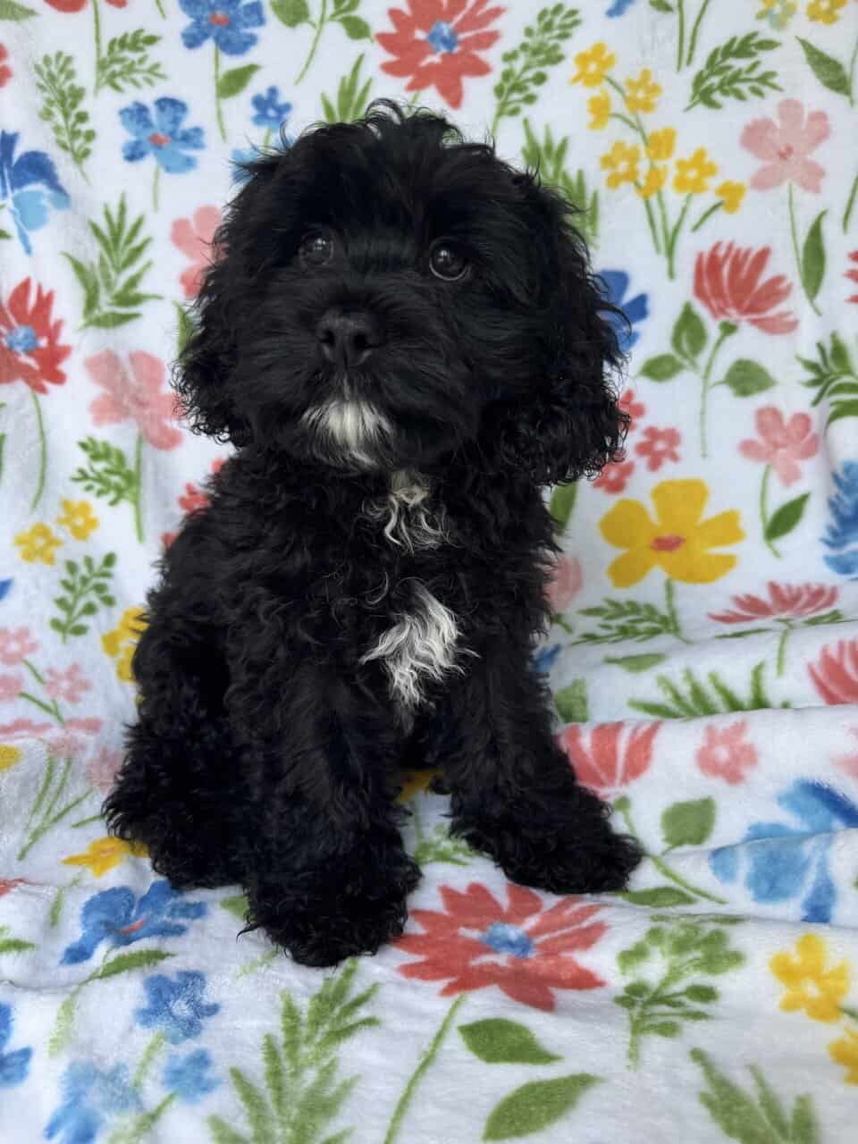 Your New Best Friend Awaits: Puppies for Sale