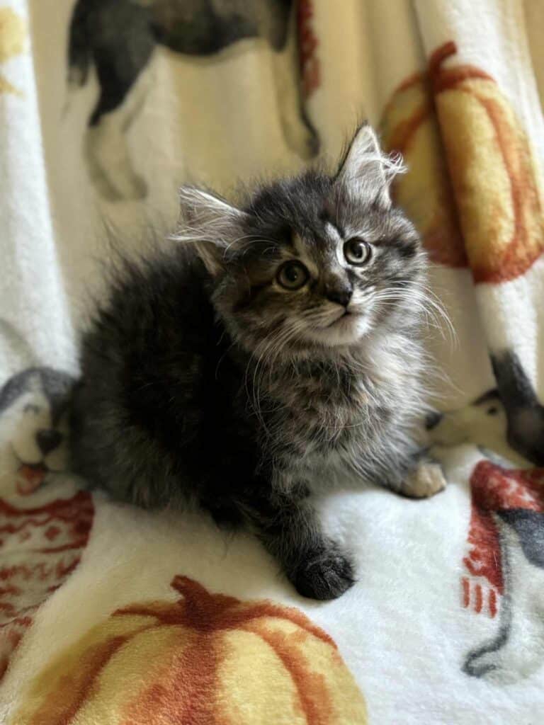 Find Newest Ads on Want Ad Digest - Discover the Latest Classifieds