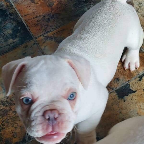 Want Ad Digest - Classified ads Buy or sell Puppies, Cars, and more